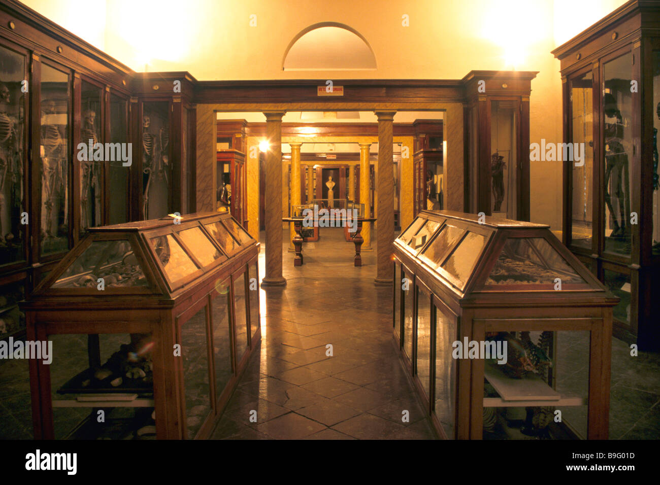 Museum of human anatomy Modena Italy Stock Photo - Alamy