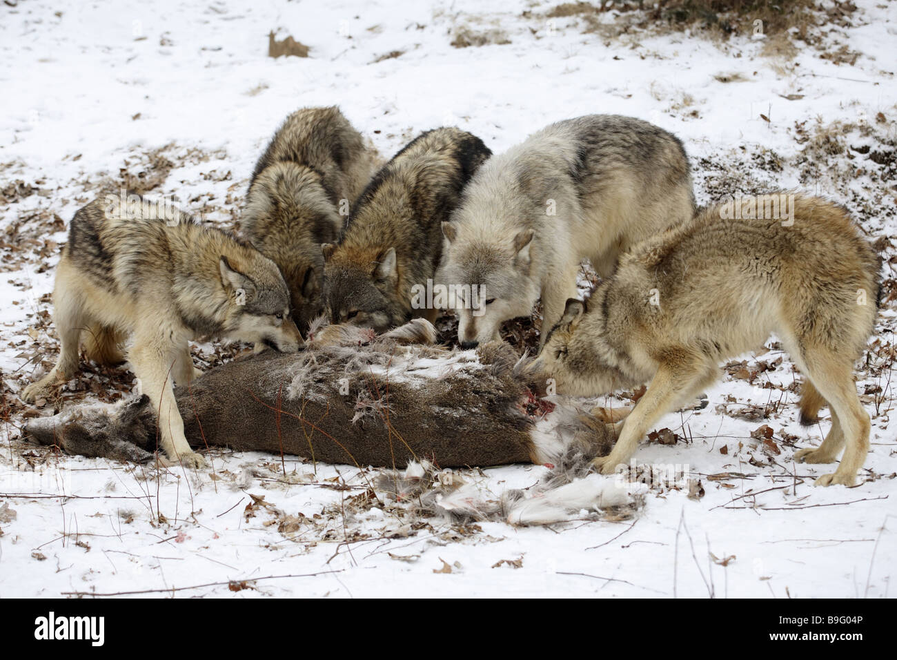 Eastern Timber Wolf Eating