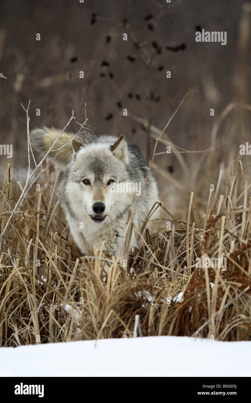 Timber wolf running hunt hi-res stock photography and images - Alamy