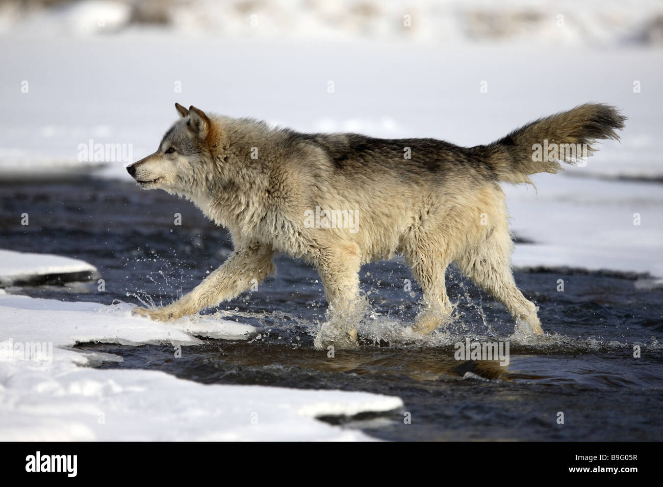 Timber Wolf Running Hunt High Resolution Stock Photography and Images ...