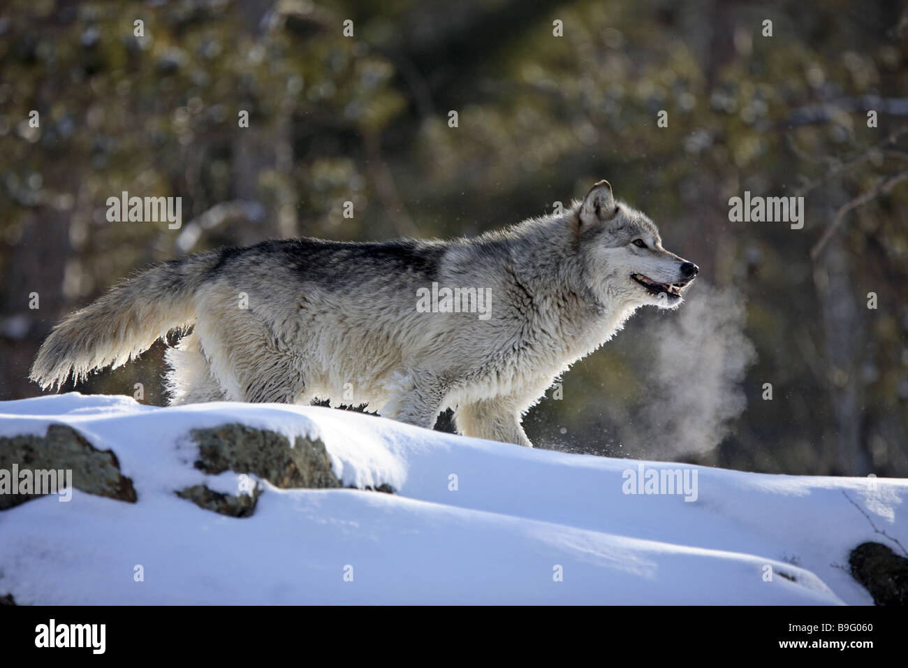 Eastern timber wolf Canis lupus lycaon nature Stock Photo - Alamy