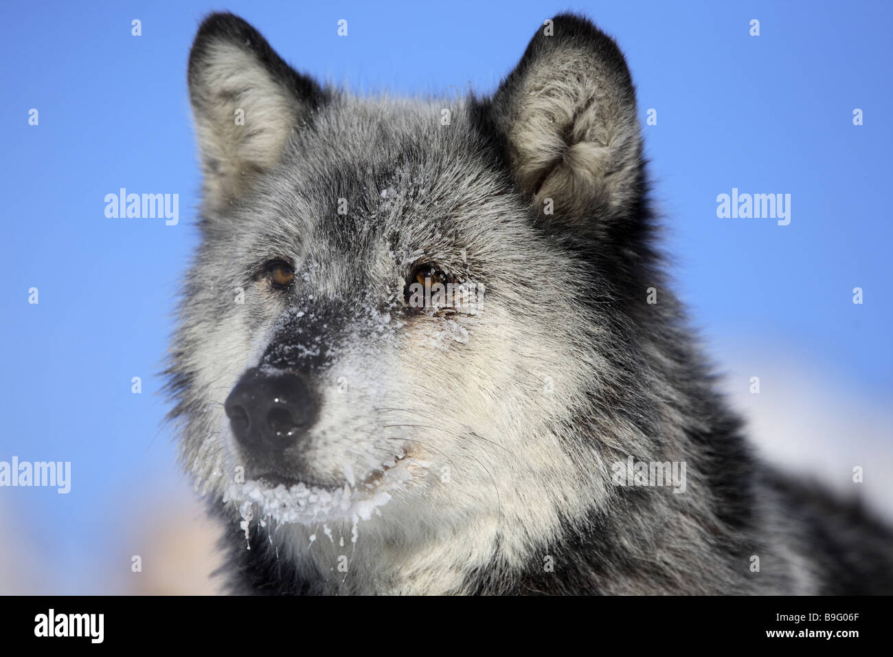 Eastern timber wolf Canis lupus lycaon portrait Stock Photo - Alamy