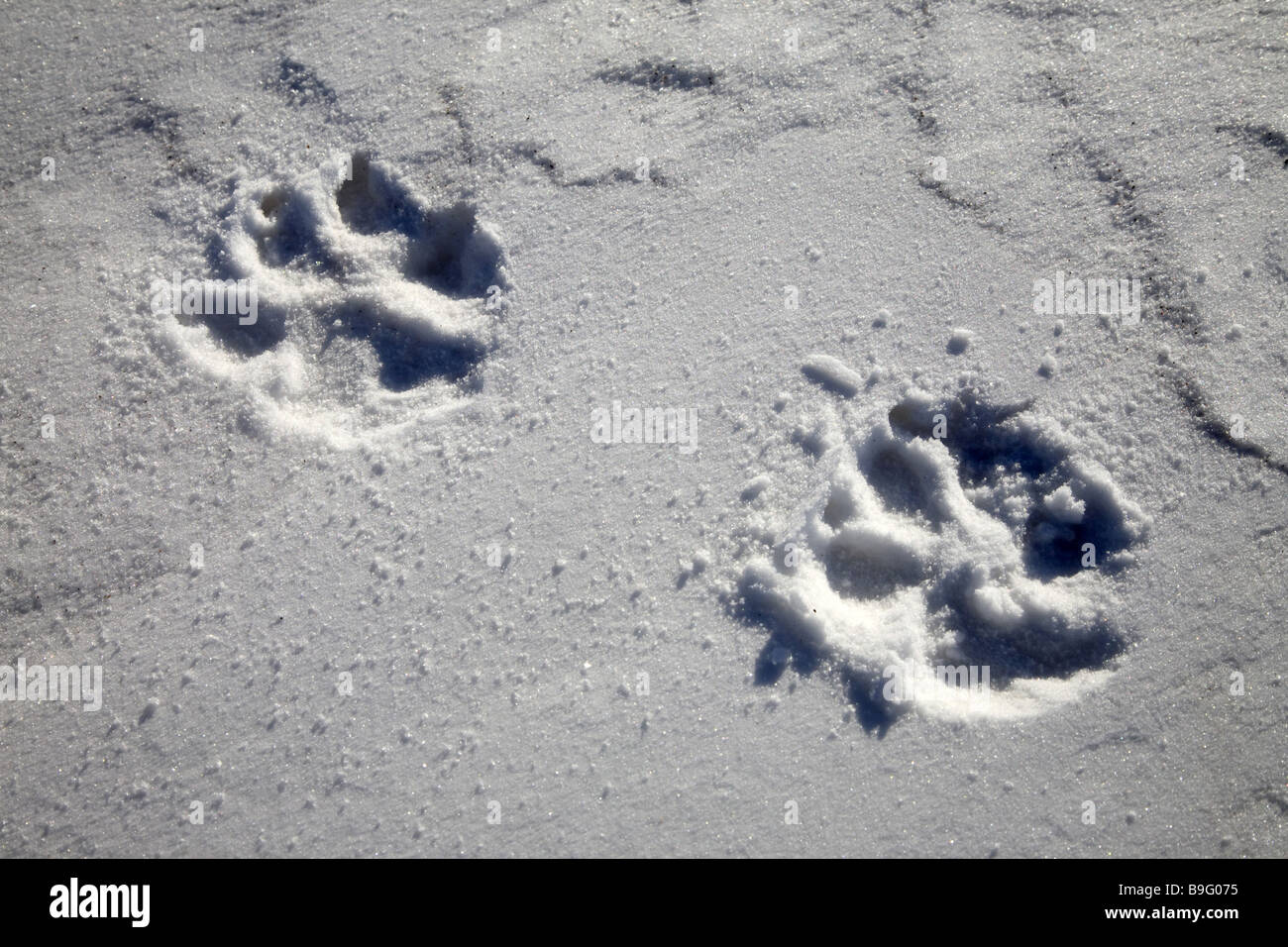 Timberwolf Tracks In Snow
