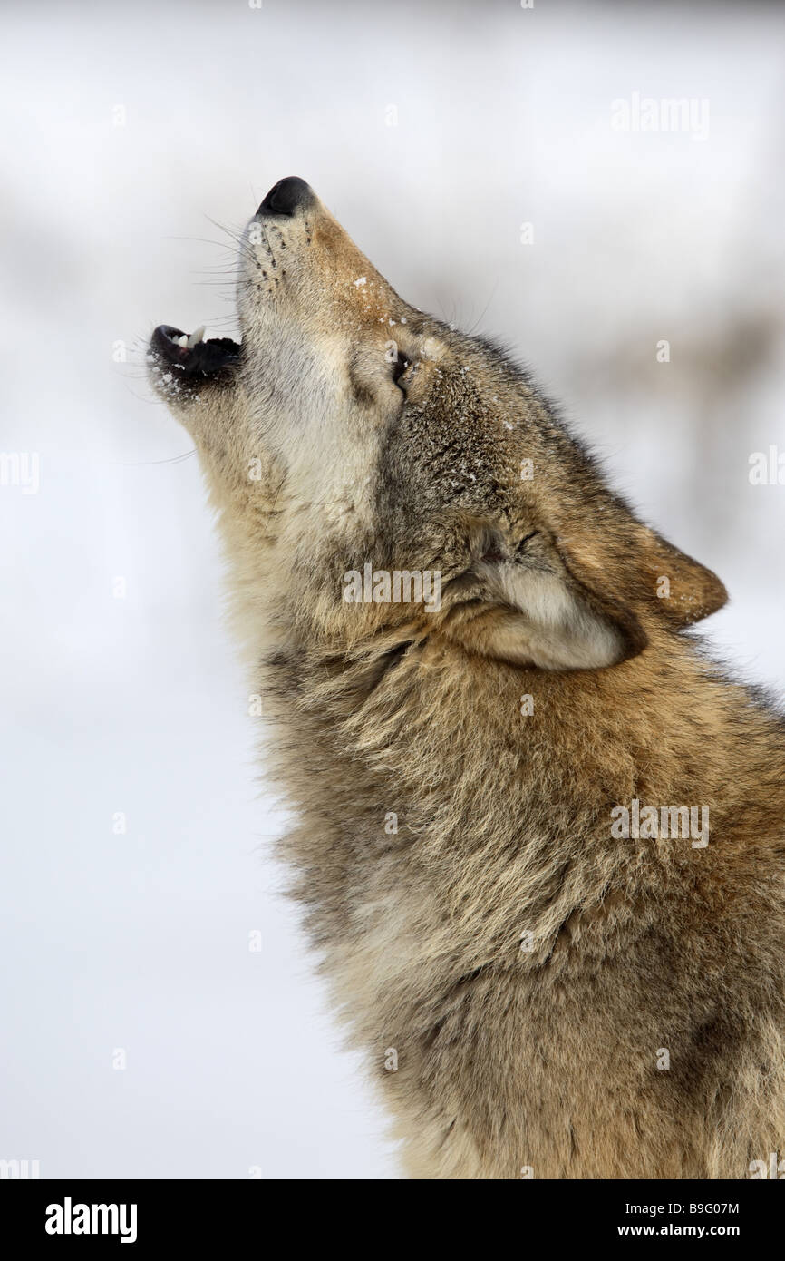 Eastern timber wolf Canis lupus lycaon close-up howling Canis lupus ...