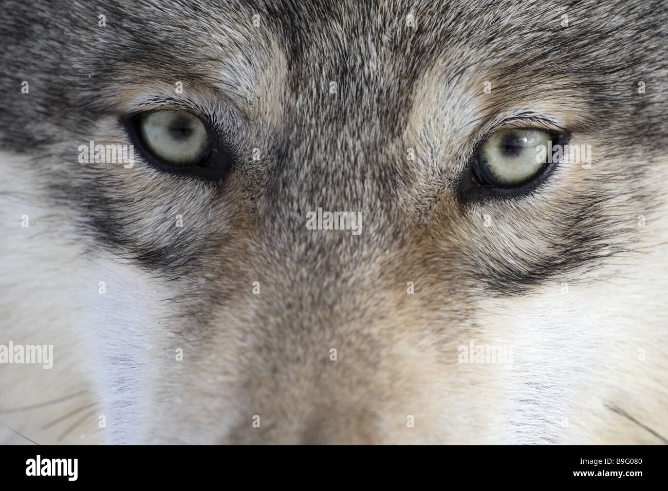 Eastern timber wolf Canis lupus lycaon close-up Stock Photo - Alamy