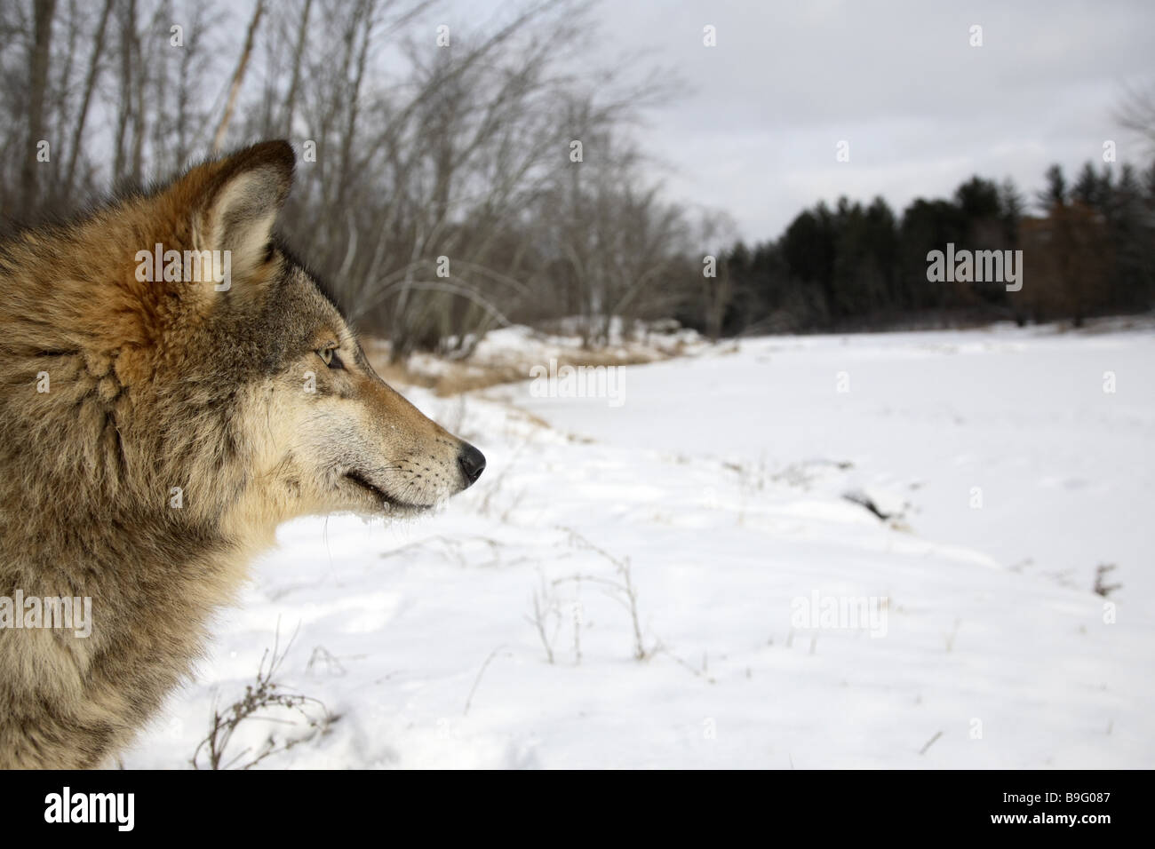 Eastern timber wolf Canis lupus lycaon portrait lateral Canis lupus ...