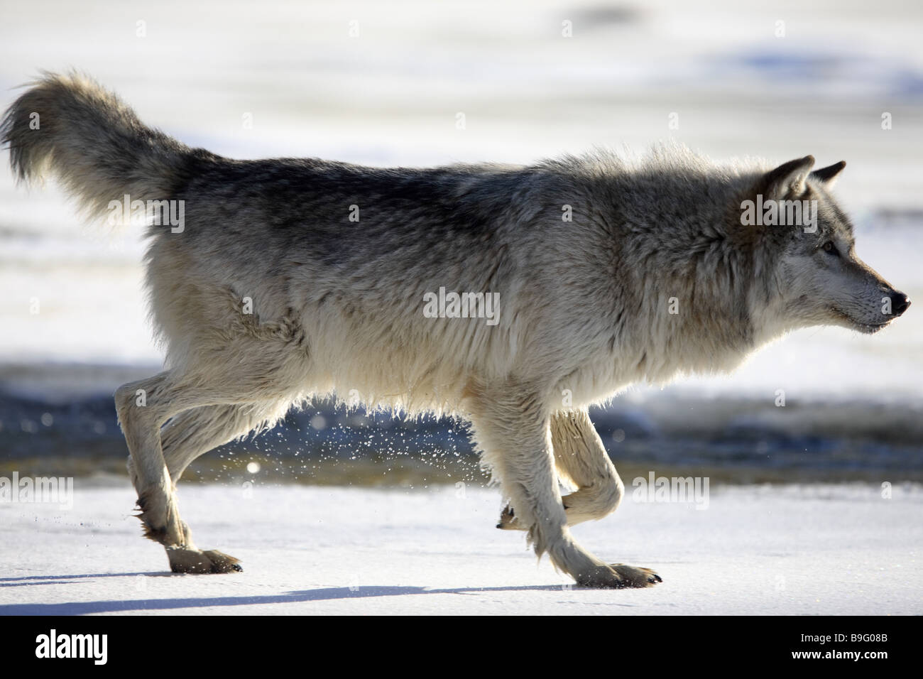 Eastern timber wolf Canis lupus lycaon nature Stock Photo - Alamy