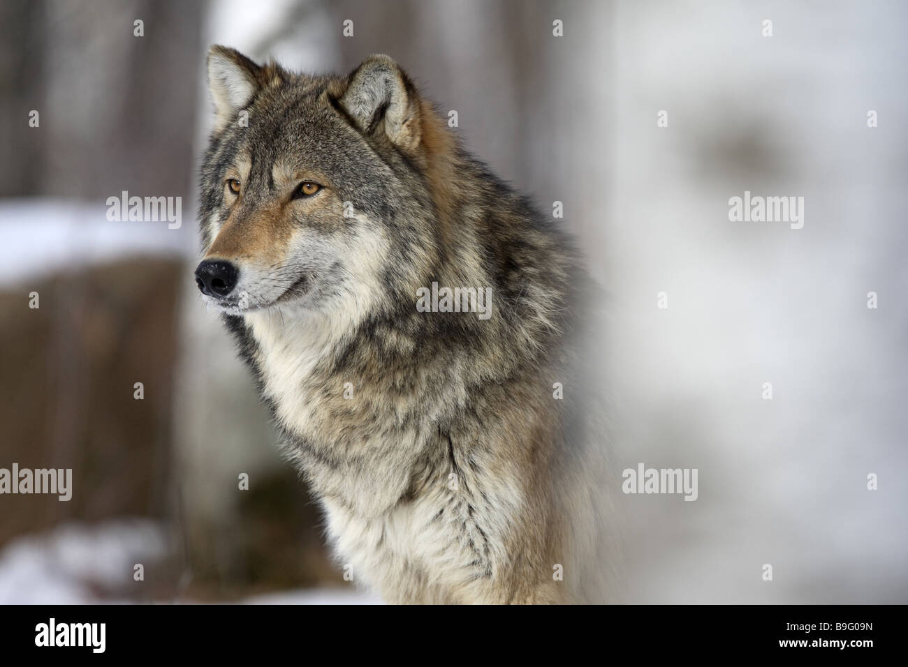Eastern timber wolf Canis lupus lycaon close-up Stock Photo - Alamy