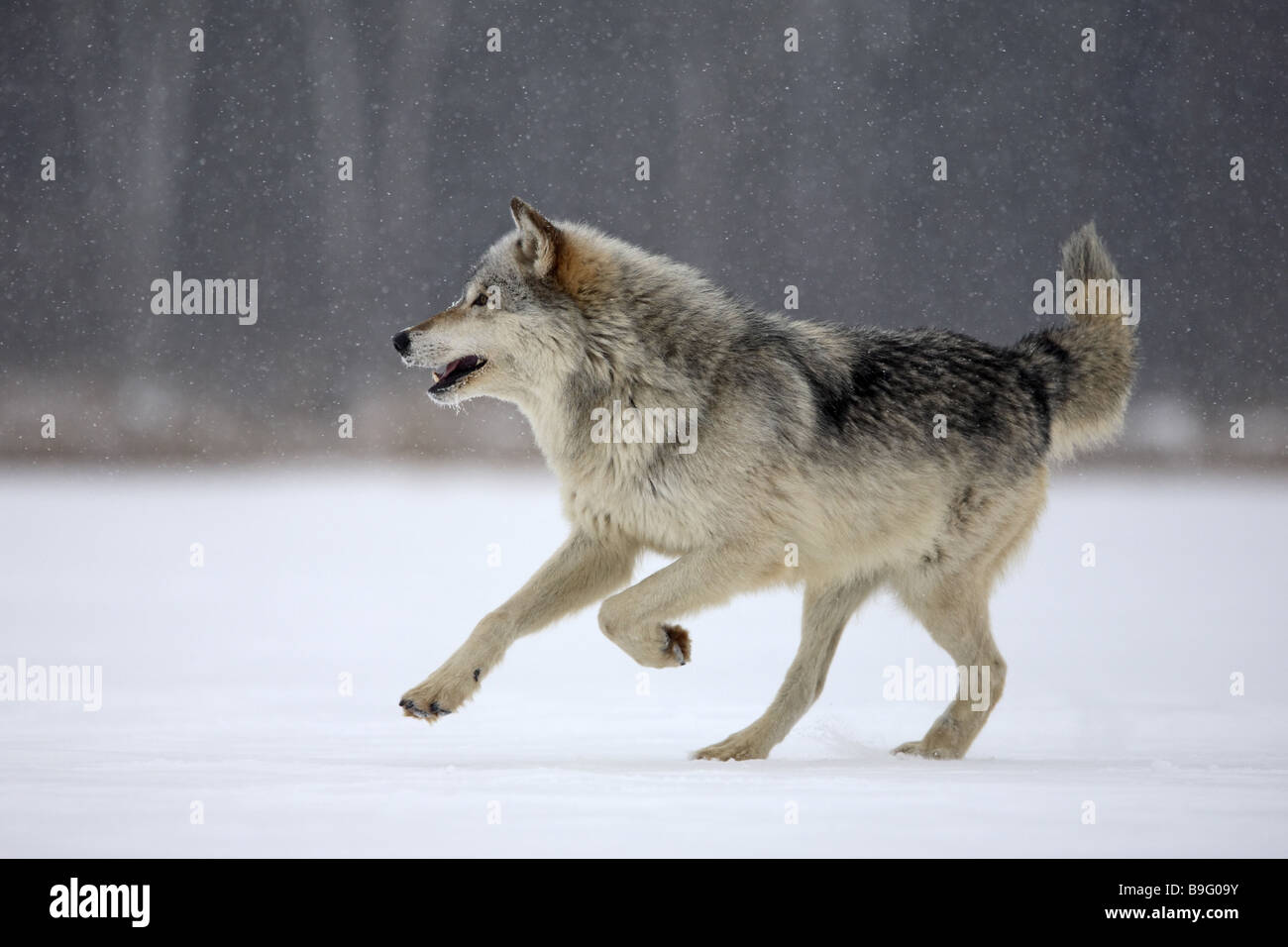 Eastern timber wolf Canis lupus lycaon nature Stock Photo - Alamy