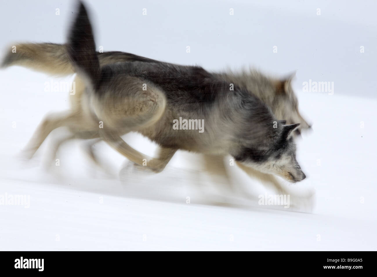 Eastern timber wolves Canis lupus lycaon nature Attacks creeping along ...