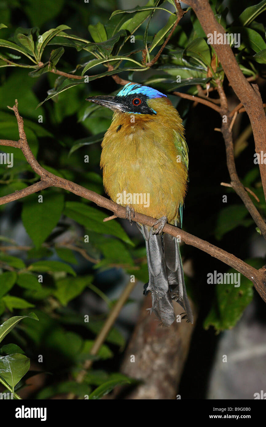Tree branch Blue-crowned Motmot Momotus momota wildlife animal bird ...