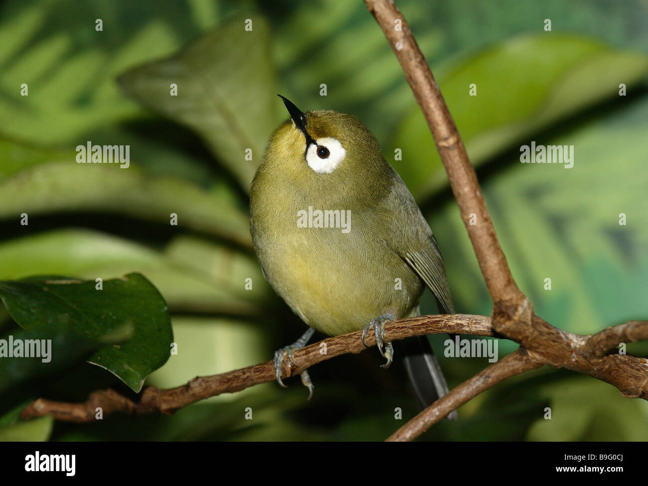 Kukuyu white eye hi-res stock photography and images - Alamy
