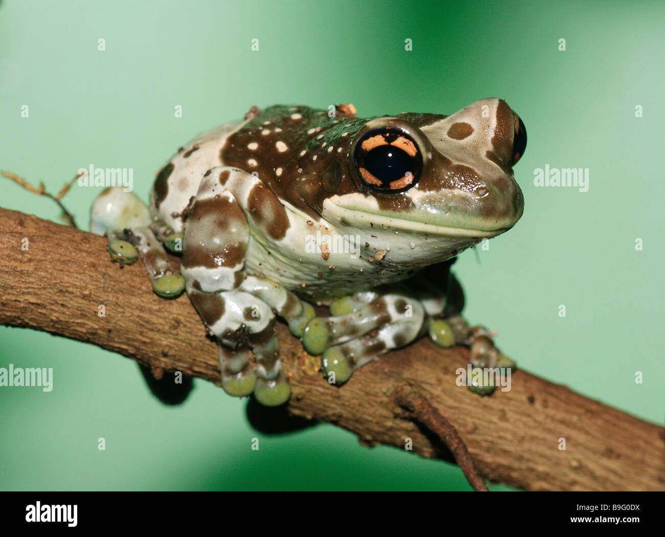 Terrarium branch toad-foliage-frog Phrynohyas resinifictrix animal ...