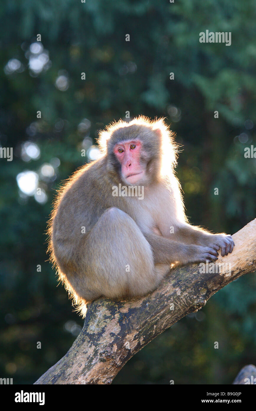 Forest branch Japanese Macaque Macaca fuscata vigilance wildlife ...