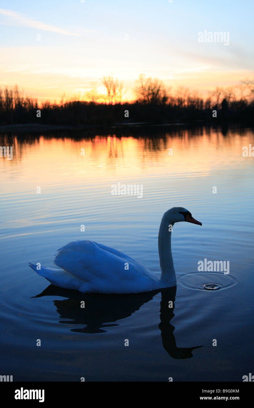 lake hump-swan Cygnus olor sunset lake wildlife Wildlife wild animal ...