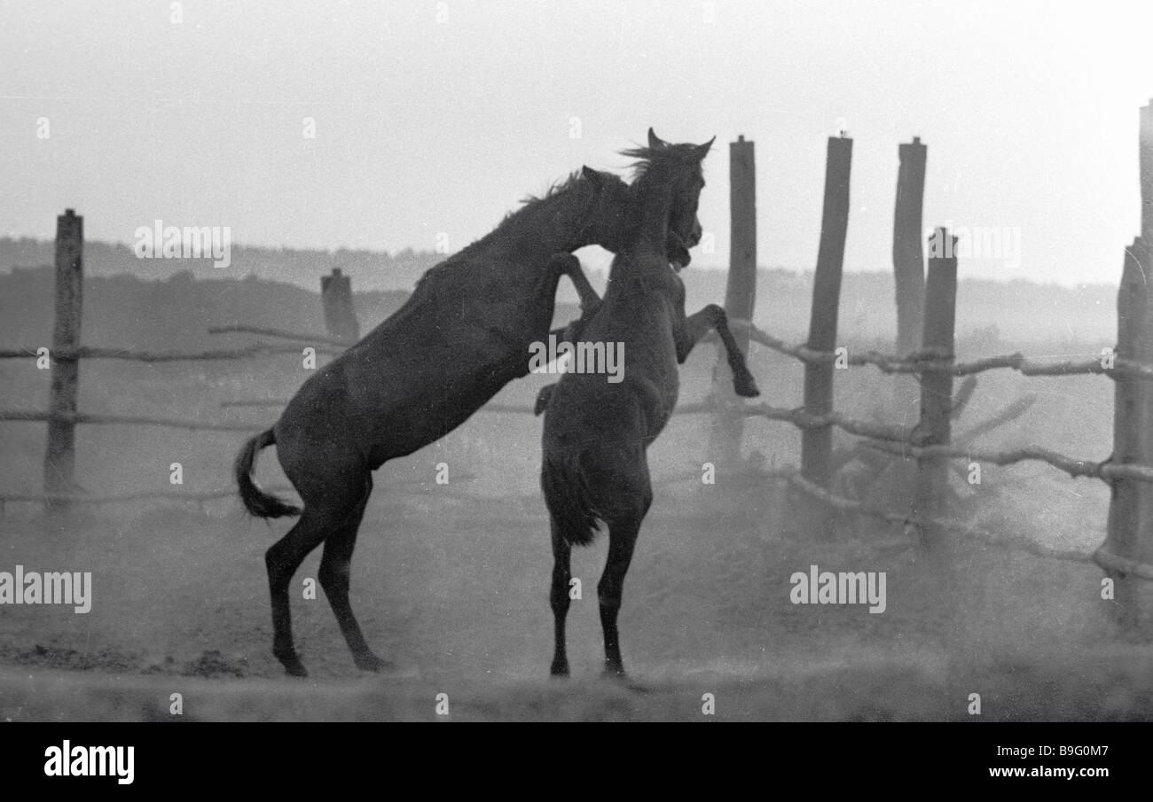 Prancing Horses High Resolution Stock Photography and Images - Alamy