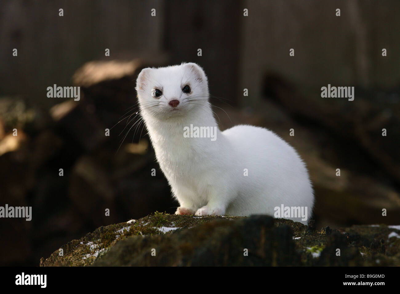 Ermine Mustela erminea vigilance wildlife animal mammal carnivore ...