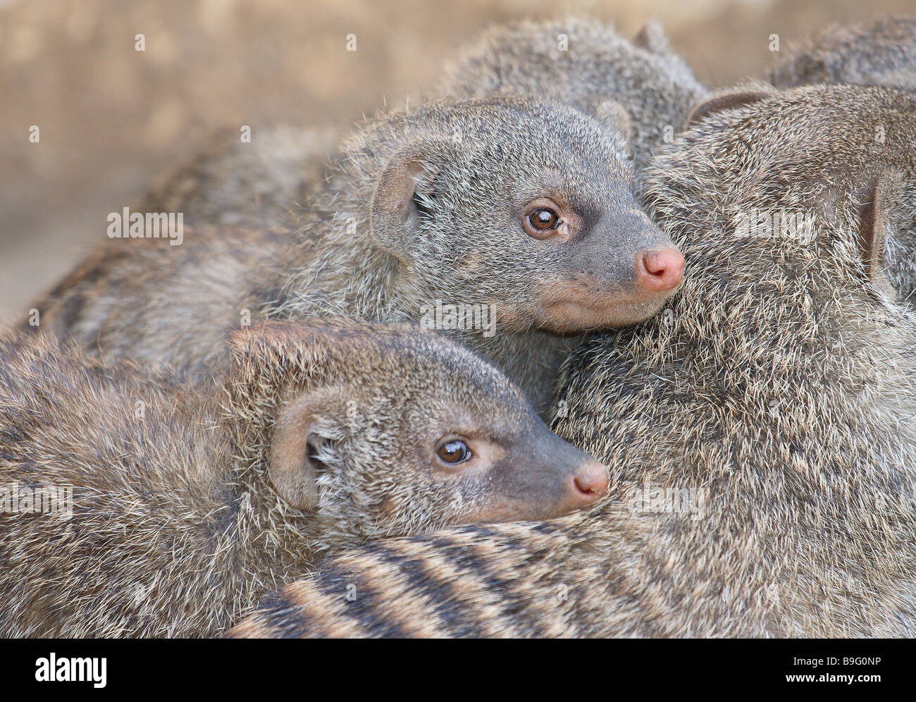 Banded Mongoose Mungos mungo dam young detail wildlife wild animals ...