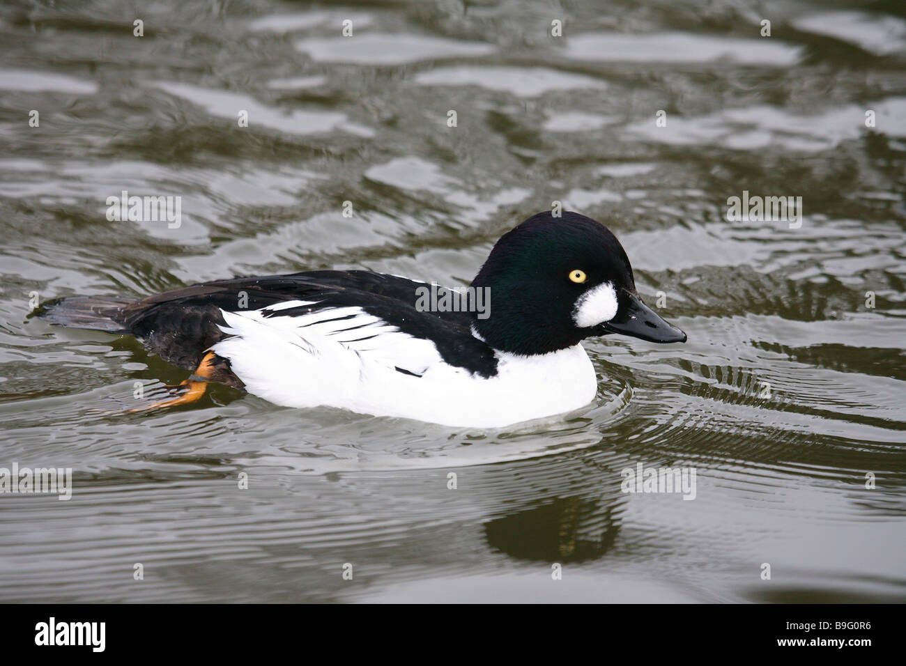 lake Common Goldeneye Bucephala clangula drakes at the side wildlife ...