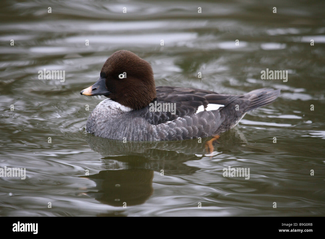 lake Common Goldeneye Bucephala clangula female at the side wildlife ...