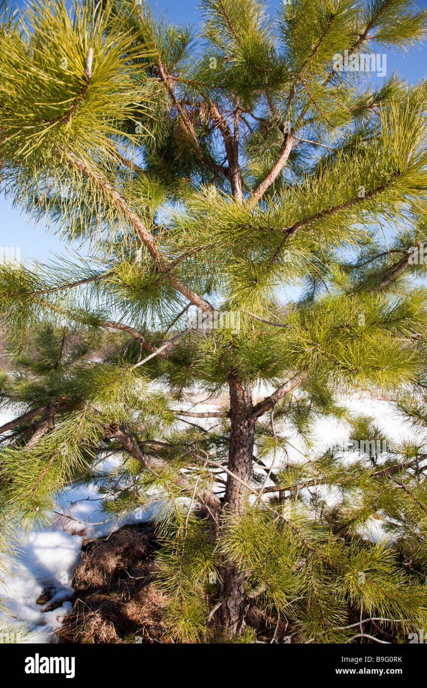 Pine cone on Pine tree in a New Hampshire forest which is part of New ...