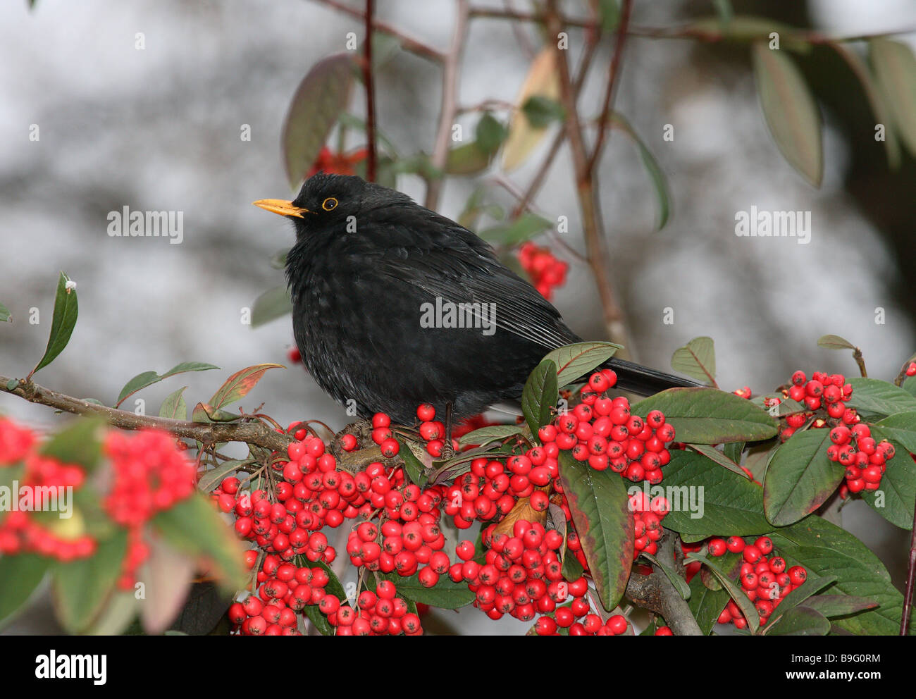 European Rowan-tree blackbird Turdus merula male animal bird sing-bird ...