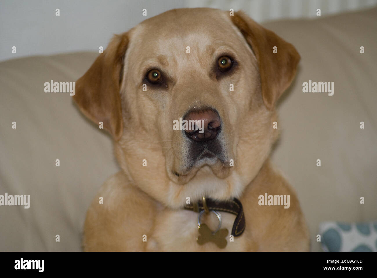 Golden lab hi-res stock photography and images - Alamy