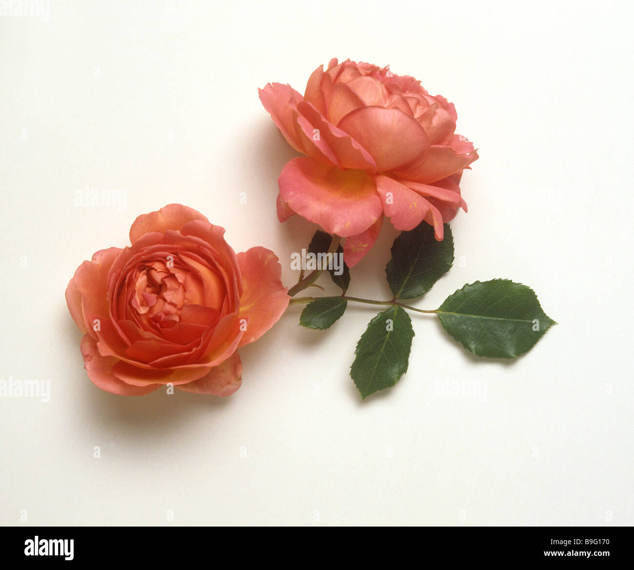 Jubilee Celebration Rose