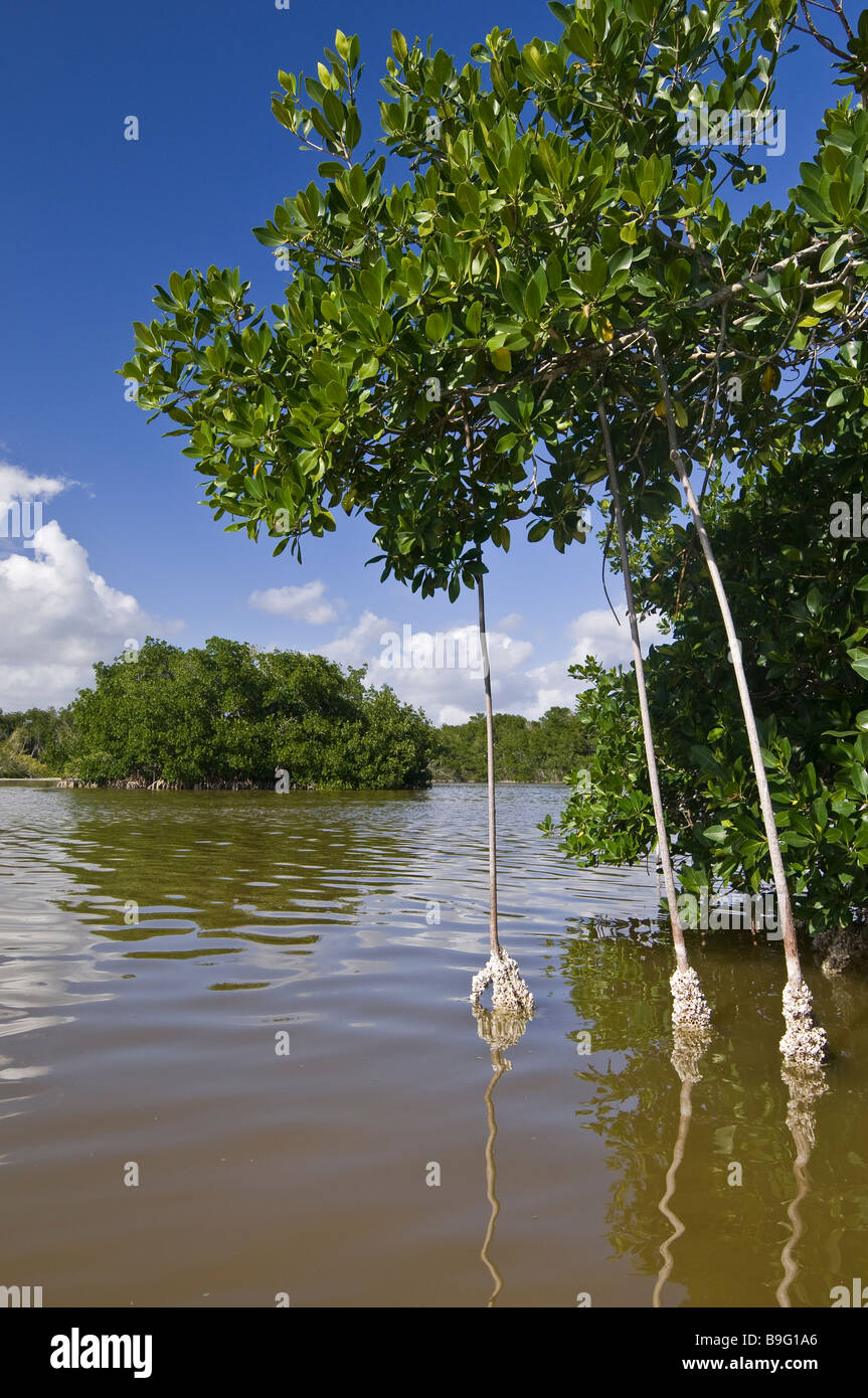 Red mangrove tree prop roots in shallow Mud Lake in back country of ...