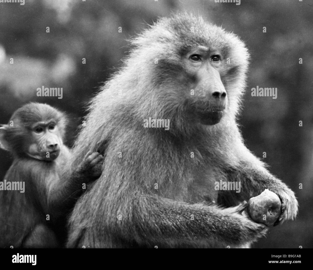 Monkey family Sukhumi apery Stock Photo - Alamy