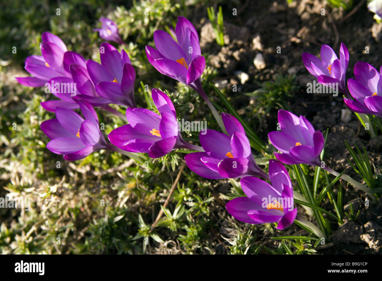 Flower of the pink hellebore Stock Photo - Alamy