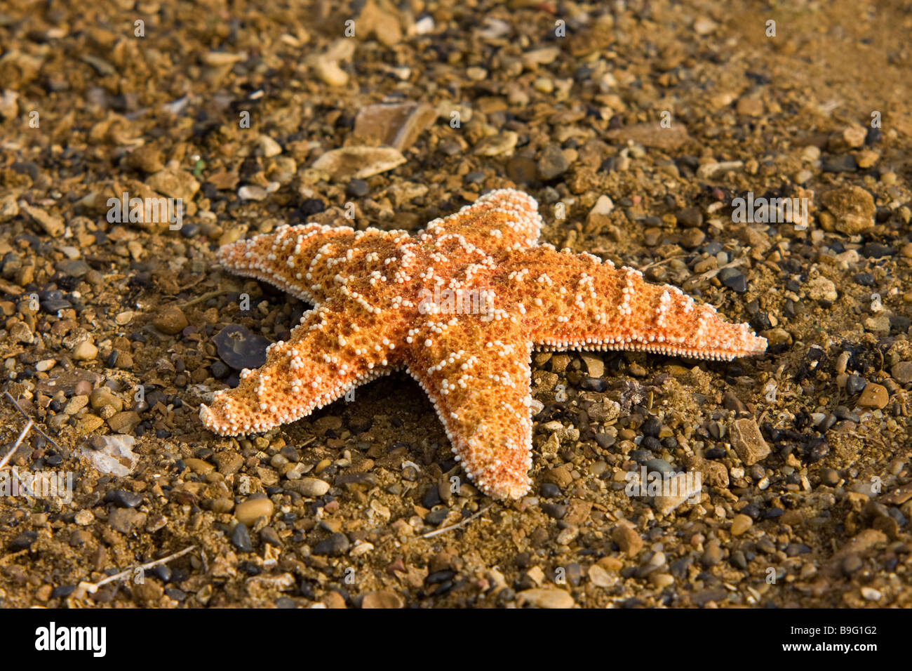 Starfish on sand - top view Stock Photo - Alamy