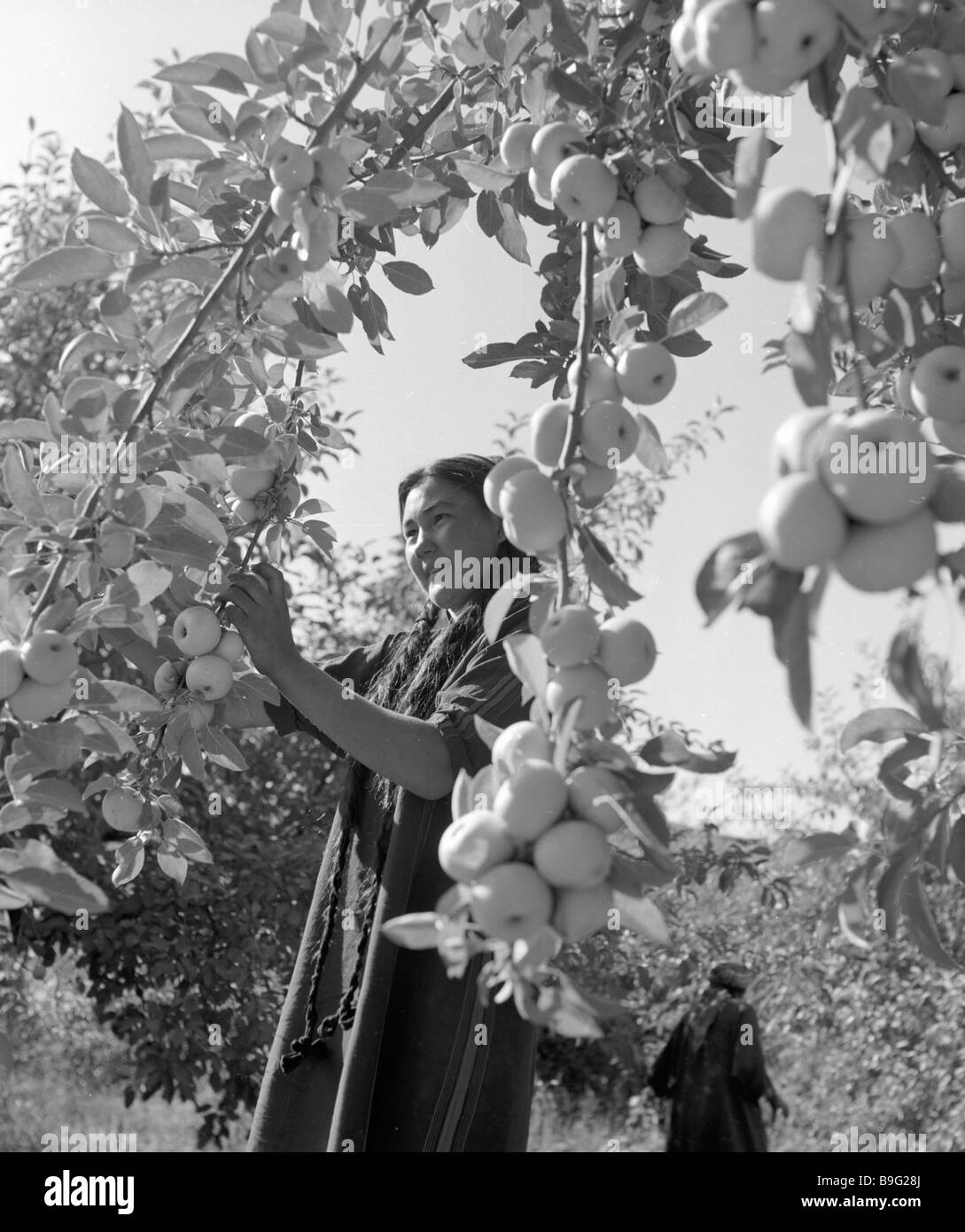 Worker of Firyuza state farm picking apples Stock Photo - Alamy
