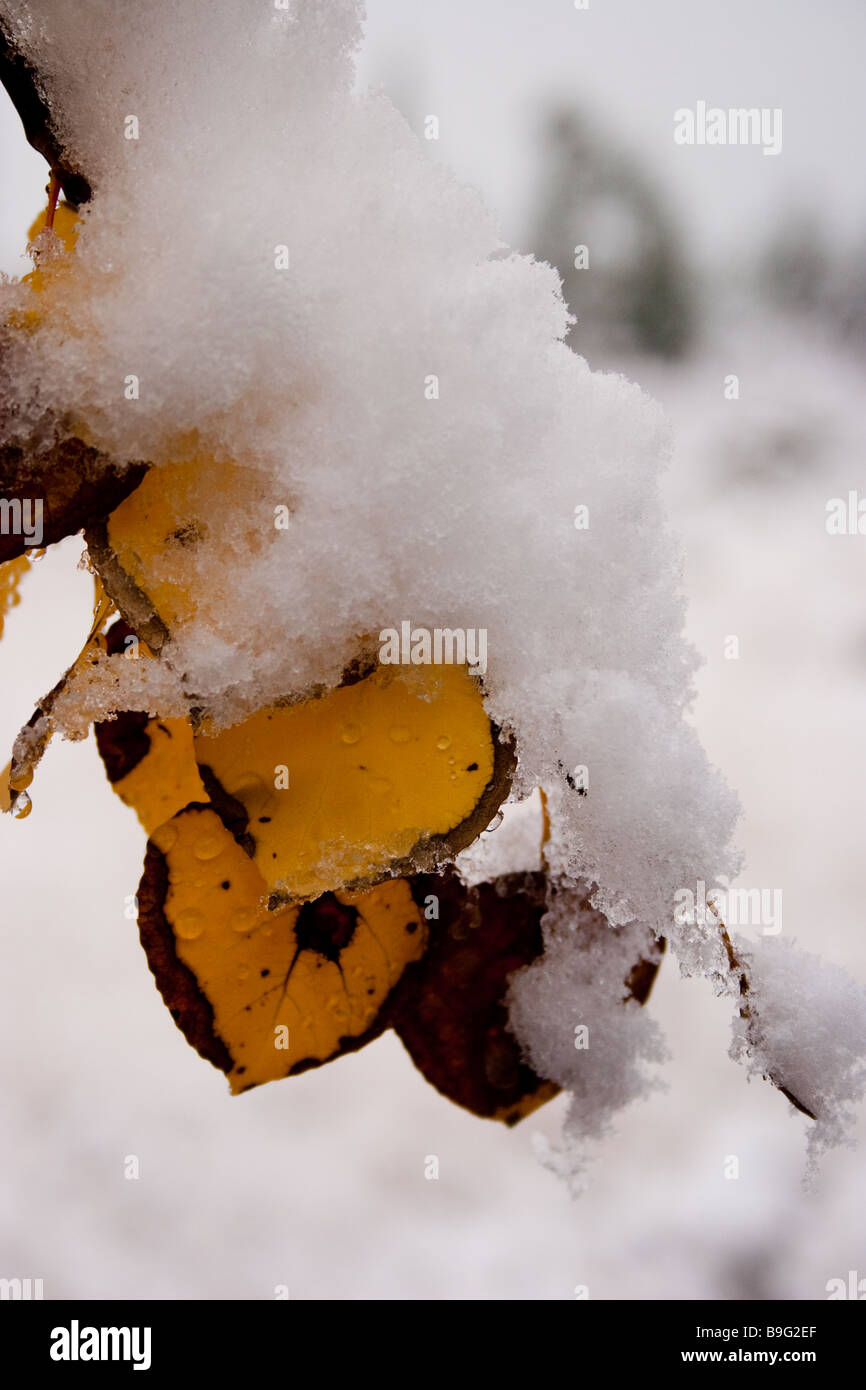 Leaves with snow Stock Photo - Alamy