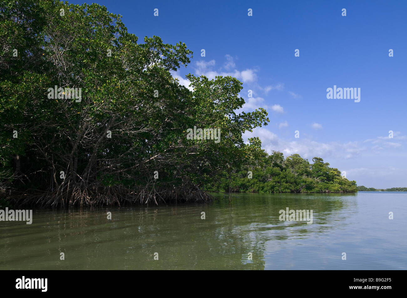 Mangrove forest florida keys hi-res stock photography and images - Alamy