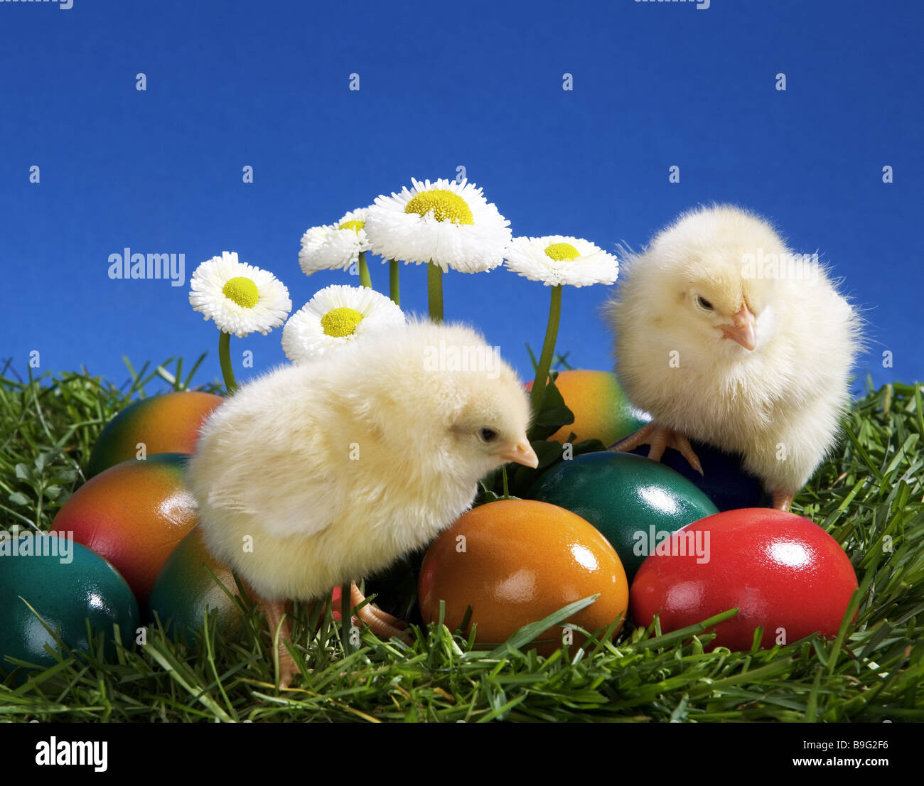 Chicks Easter eggs daisies close-up studio animals two animal-children ...