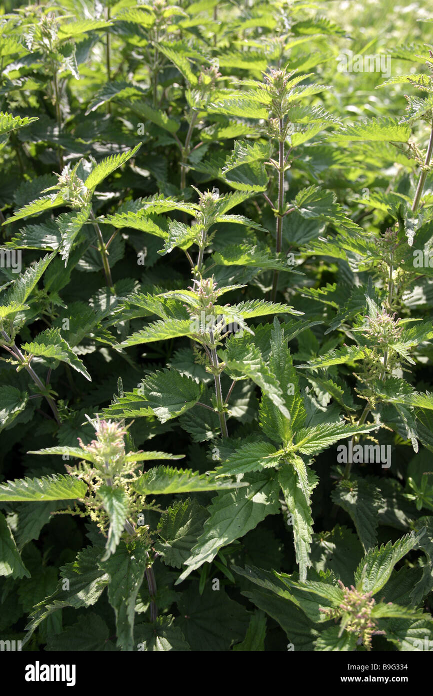 Itch weed hi-res stock photography and images - Alamy