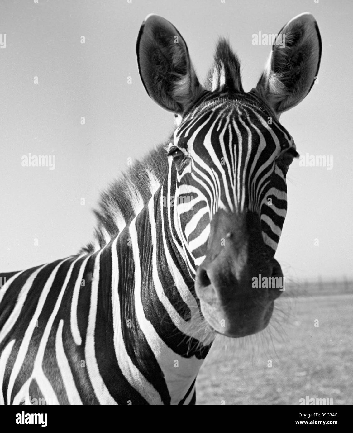 A zebra in the Askania Nova nature preserve Stock Photo - Alamy