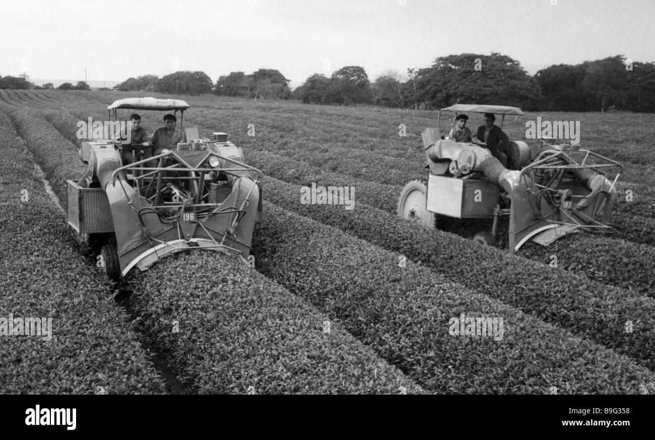 Tea picking machines Sakartvelo on the plantations of the Atsygvdo ...