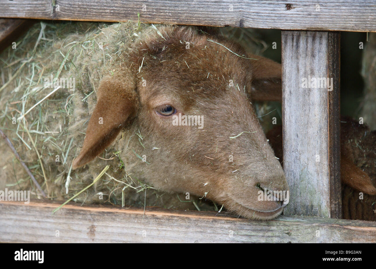 Fox sheep hi-res stock photography and images - Alamy