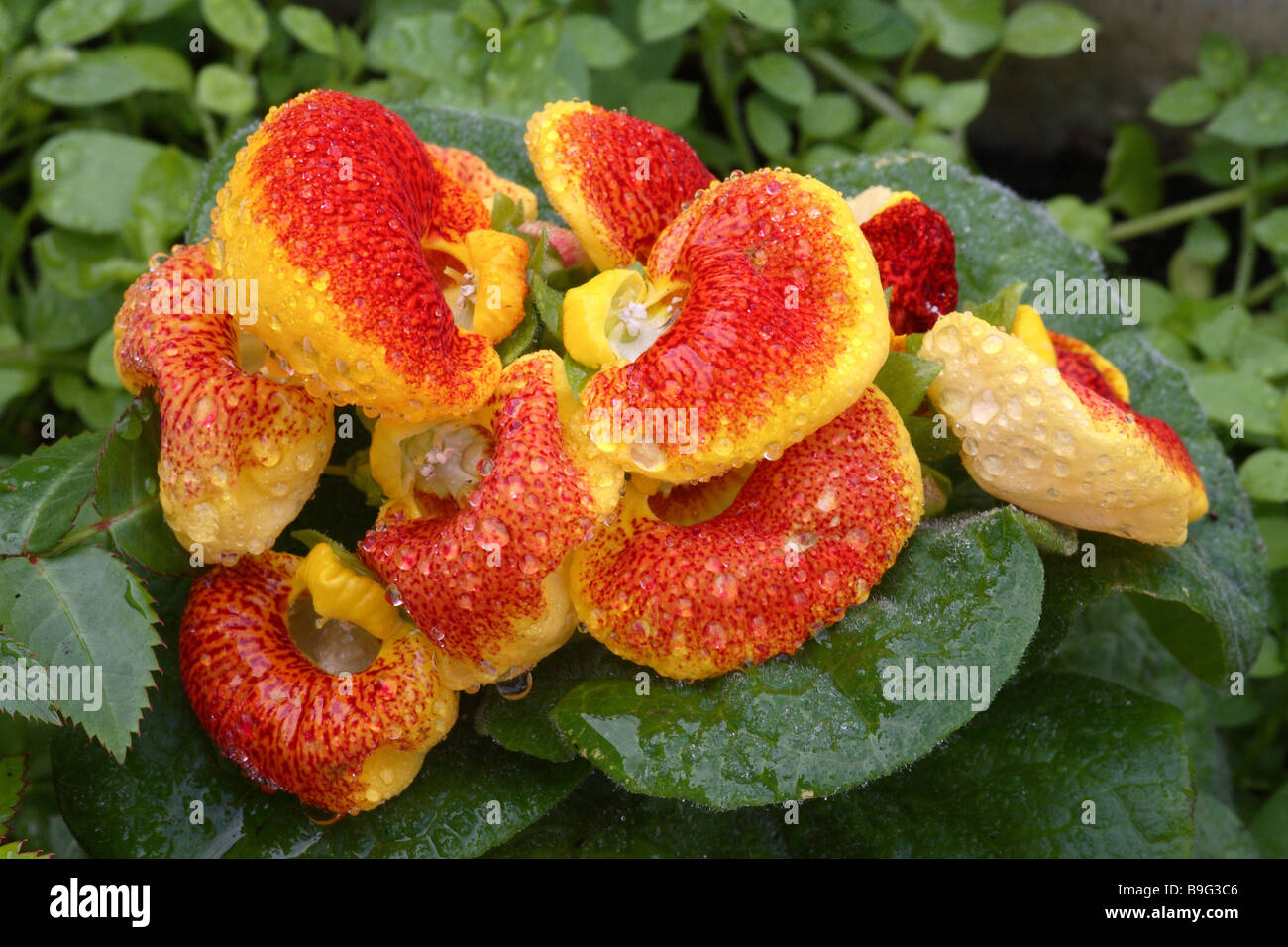 Red slipper flowers hi-res stock photography and images - Alamy