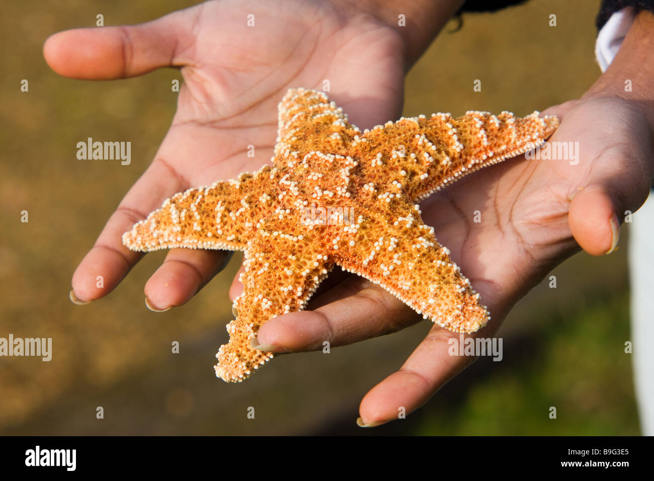 Starfish on hand - side view Stock Photo - Alamy