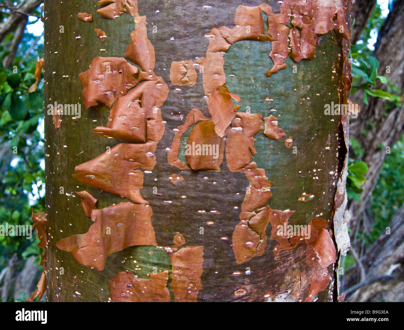 Gumbo limbo tree hi-res stock photography and images - Alamy