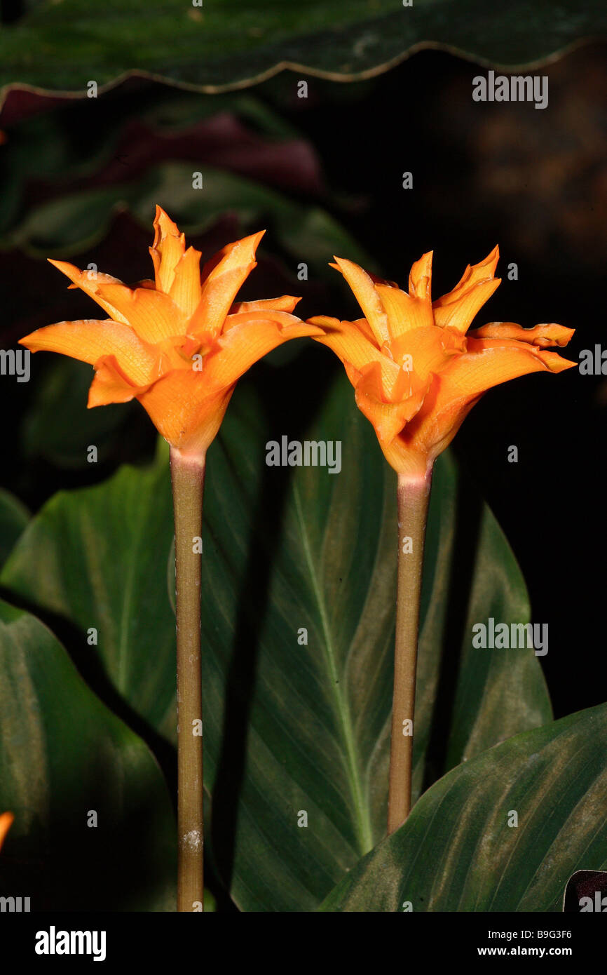 Marantaceae Calathea crocata bloom Stock Photo - Alamy