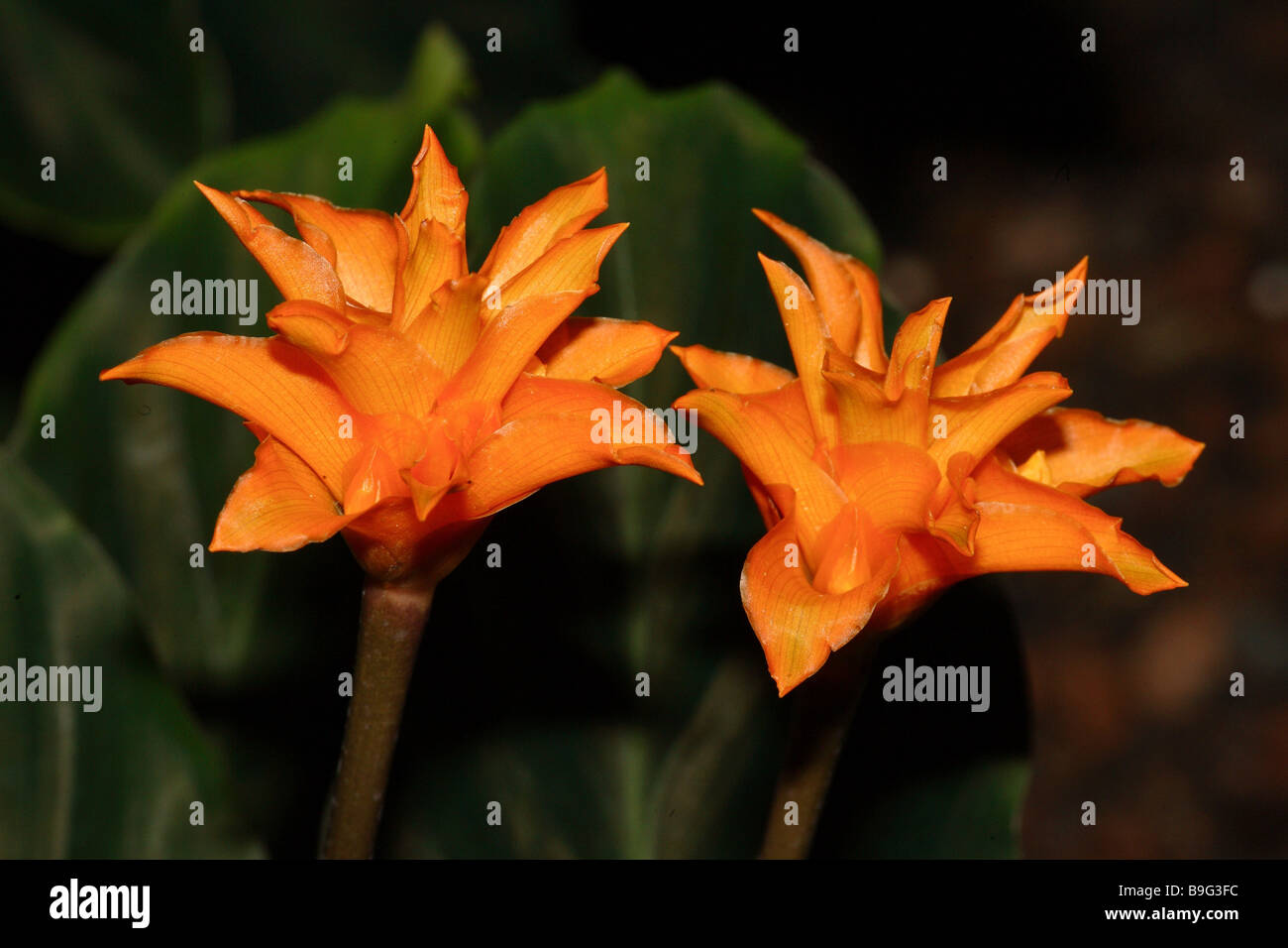 Marantaceae Calathea crocata bloom Stock Photo - Alamy