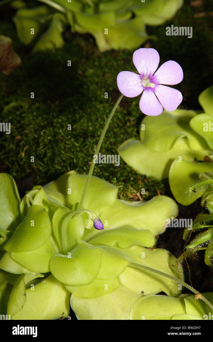 Pinguicula Pinguicula spec. Bloom Stock Photo - Alamy