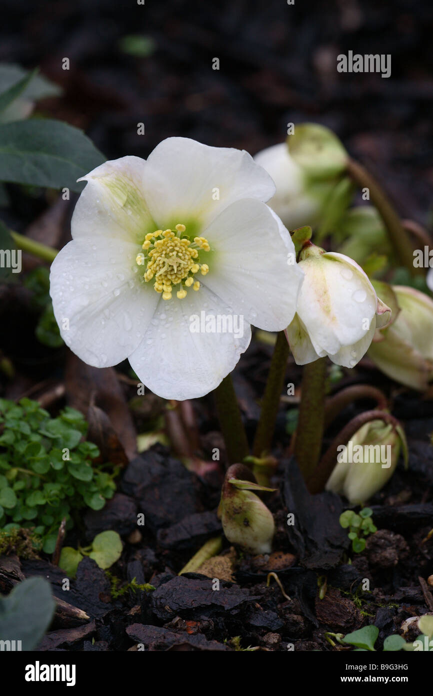 snow-rose Helleborus Niger Stock Photo - Alamy