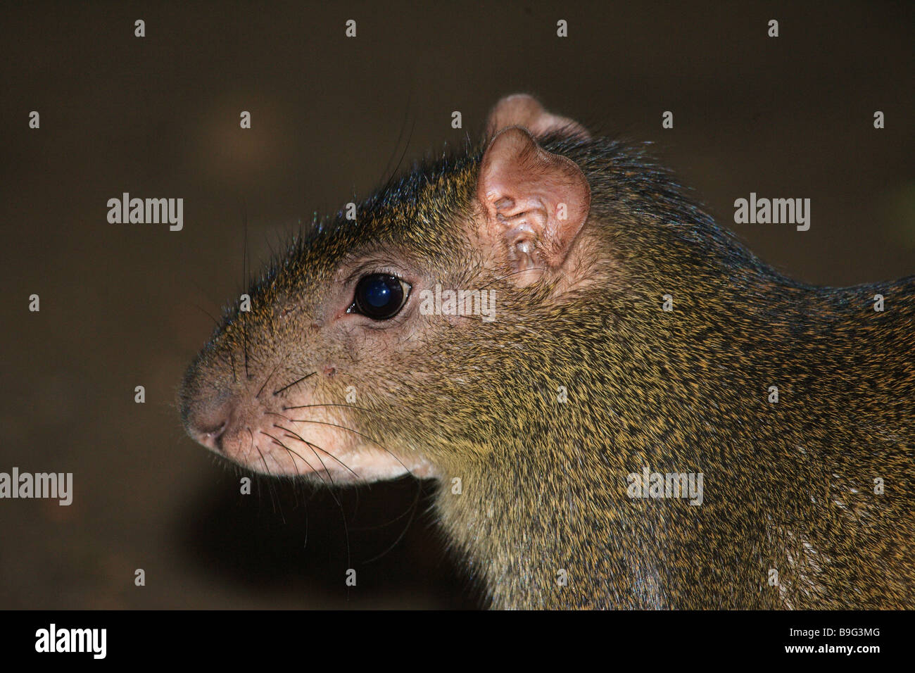 Golden Agouti Stock Photos & Golden Agouti Stock Images - Alamy