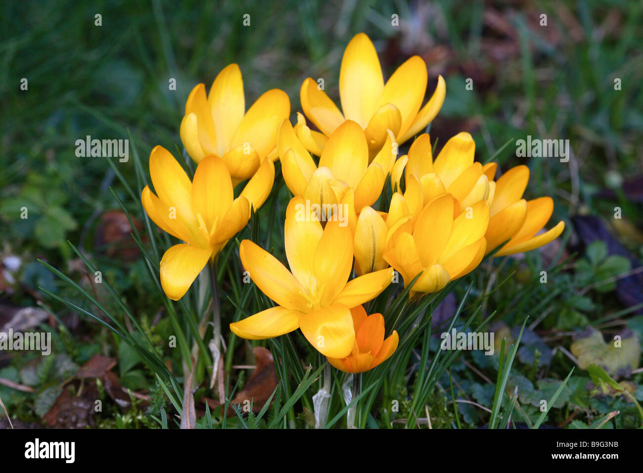 Yellow crocus Crocus Hybrid Stock Photo - Alamy