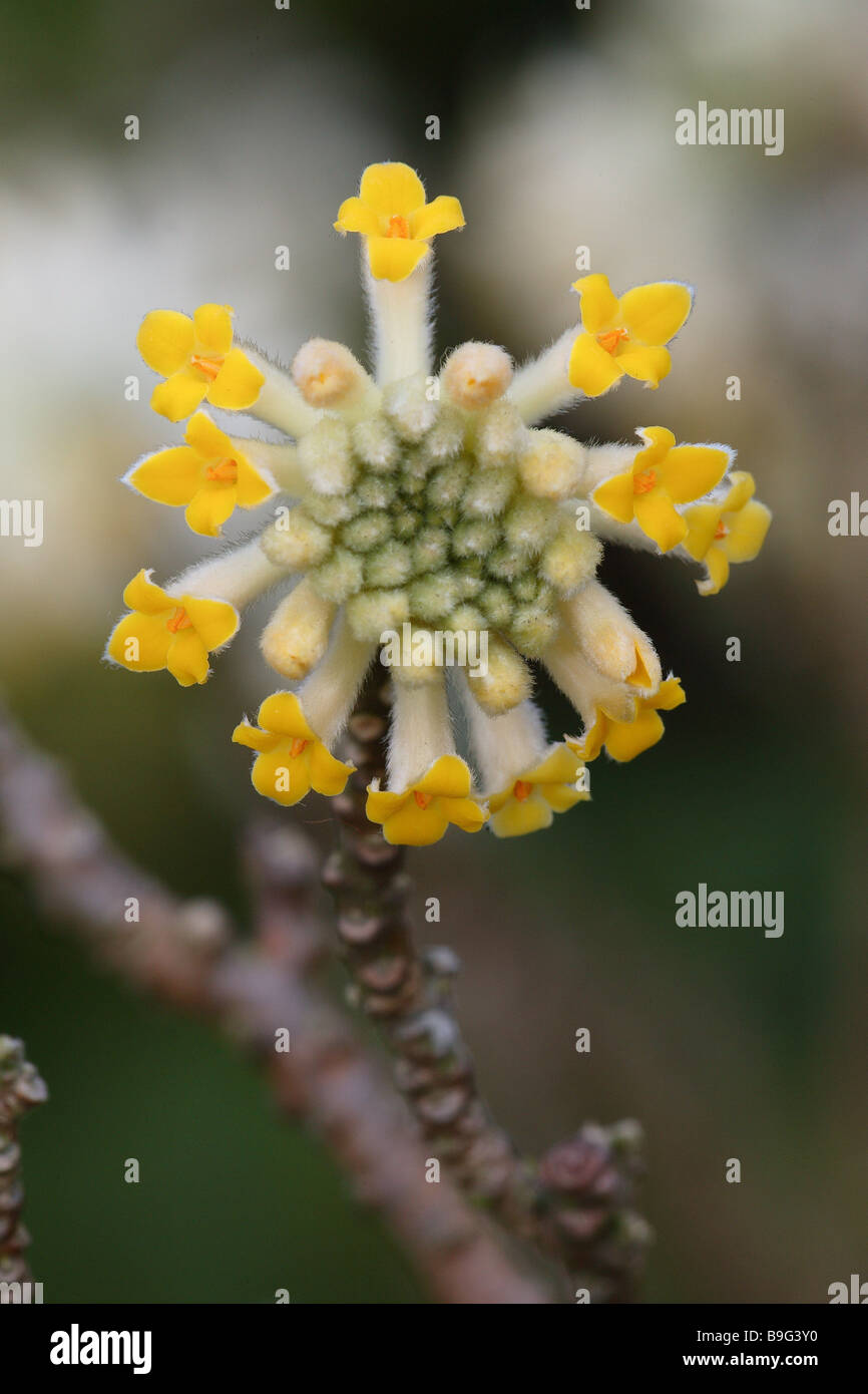 Mitsumata shrub hi-res stock photography and images - Alamy